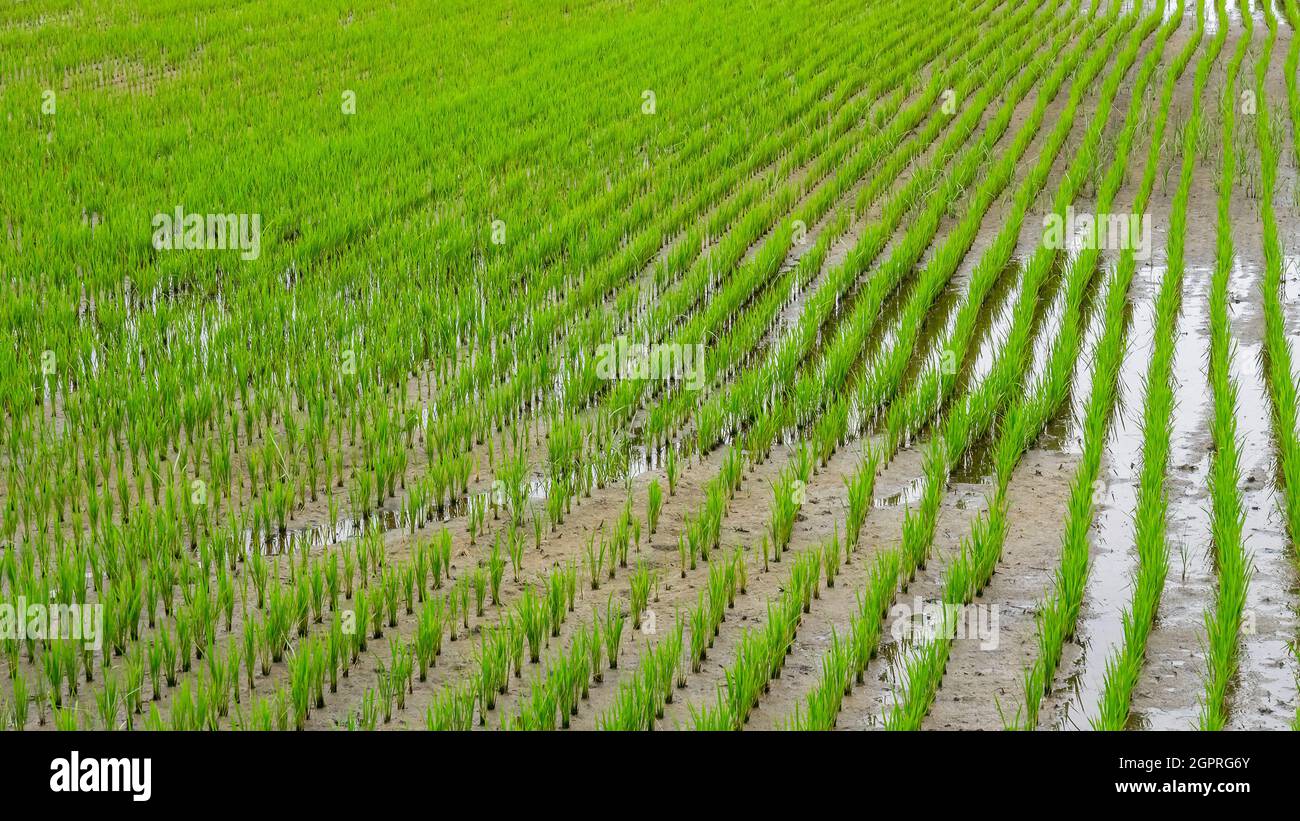 Asian green rice fields. Close up image of rice paddy field Stock Photo ...
