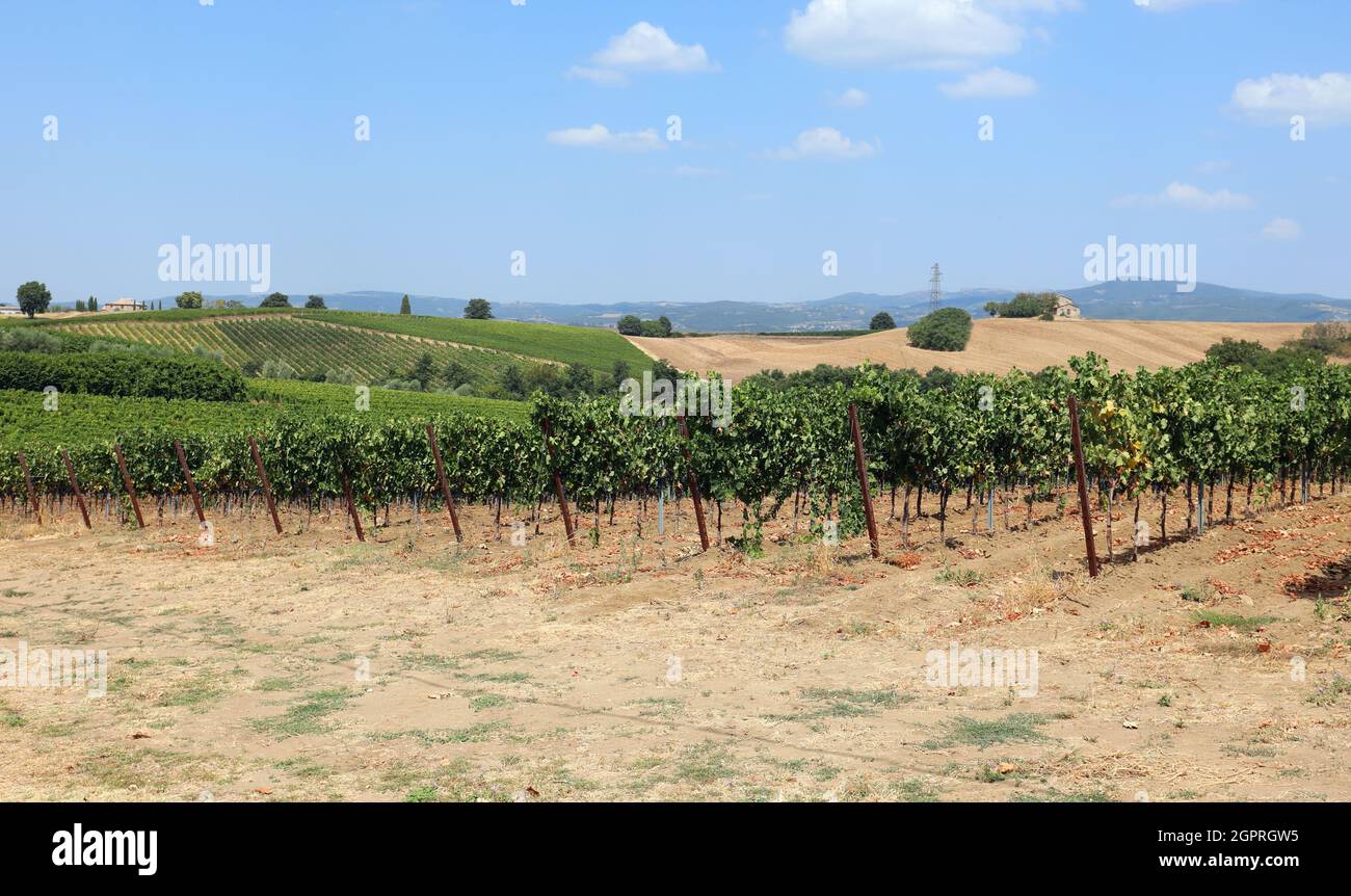 large vineyard of a farm between the Tuscan region and the Latium ...