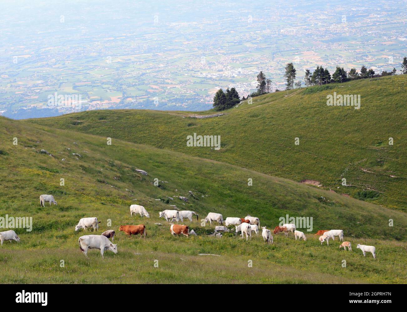 white and brown colored dairy cows grazing free in the green meadow and ...