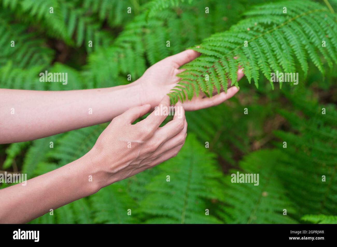 Hand touching fern hi-res stock photography and images - Alamy