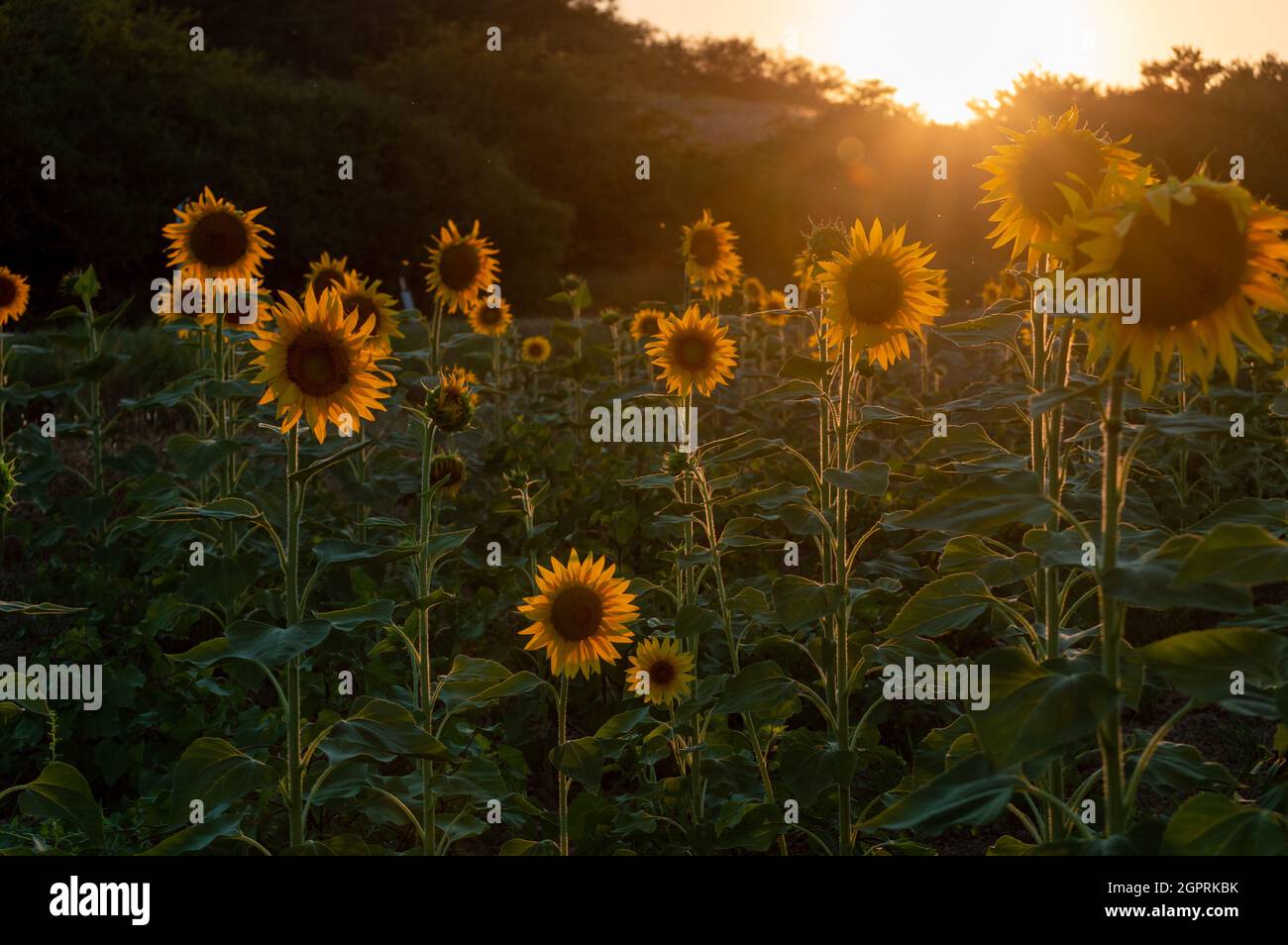 Sunflower field at sunset time in the countryside of Tuscany, Italy ...