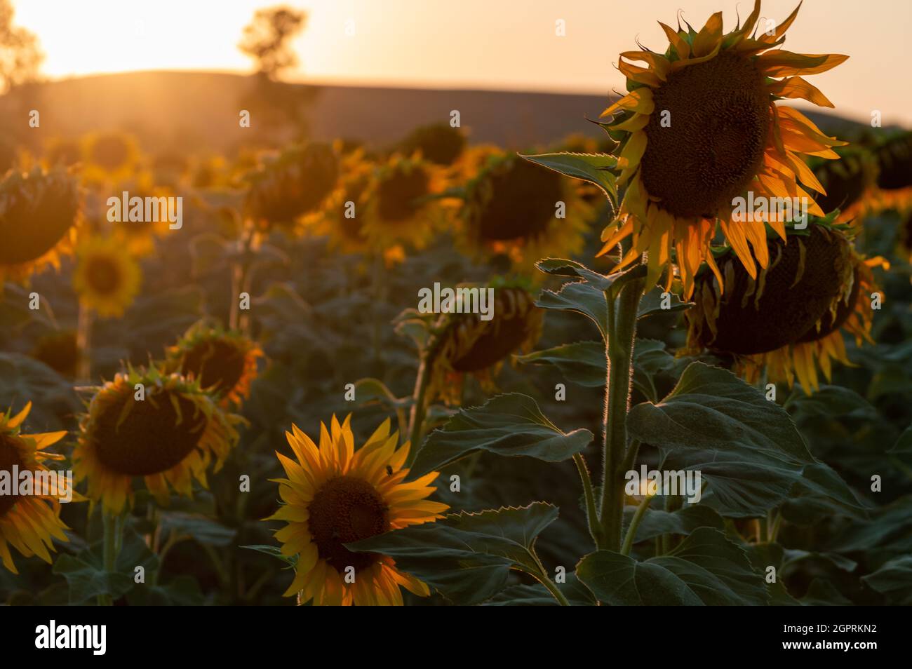 Sunflower field at sunset time in the countryside of Tuscany, Italy ...