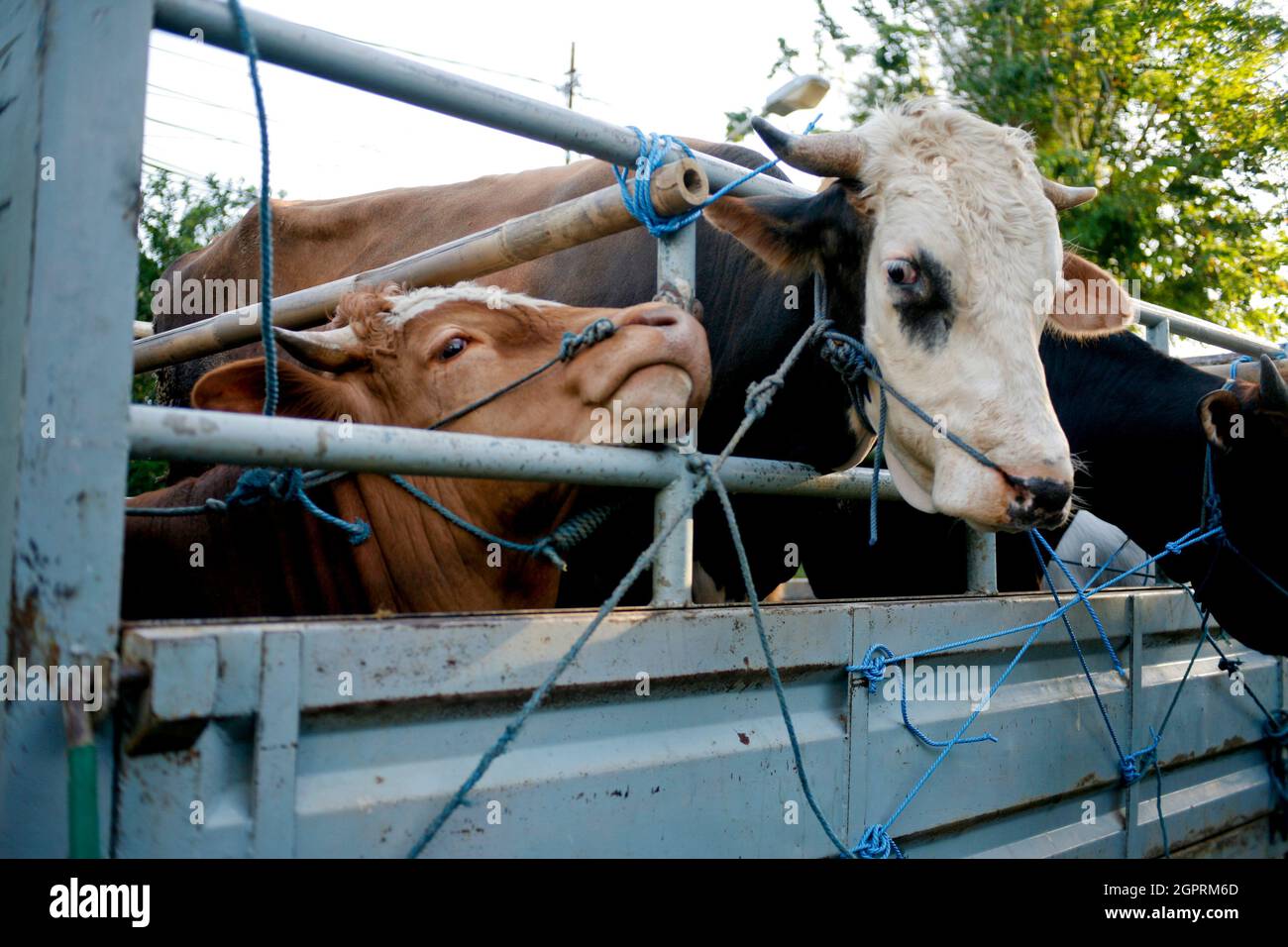 Cattle carriage hi-res stock photography and images - Alamy