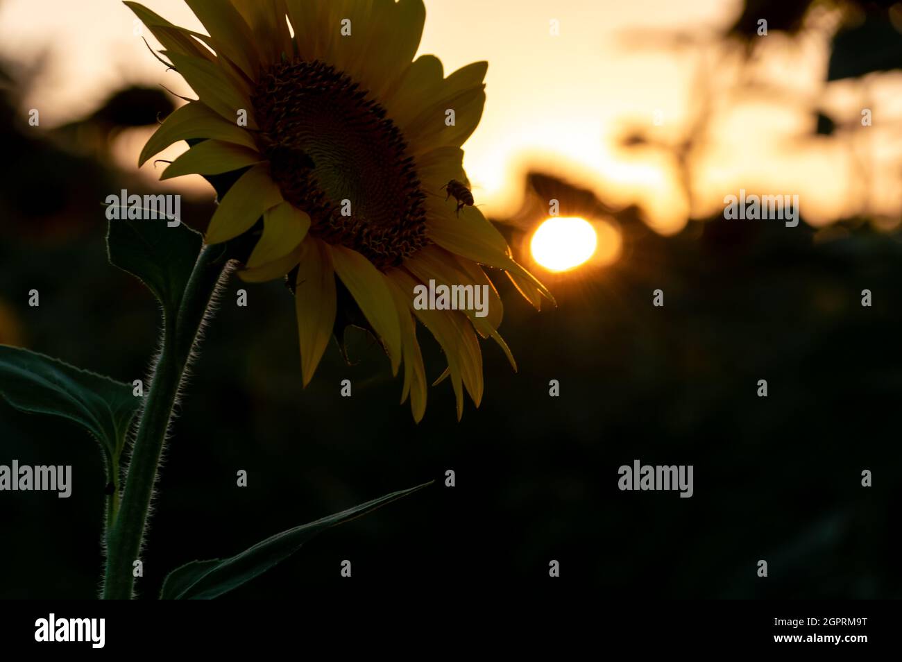 Sunflower field at sunset time in the countryside of Tuscany, Italy ...