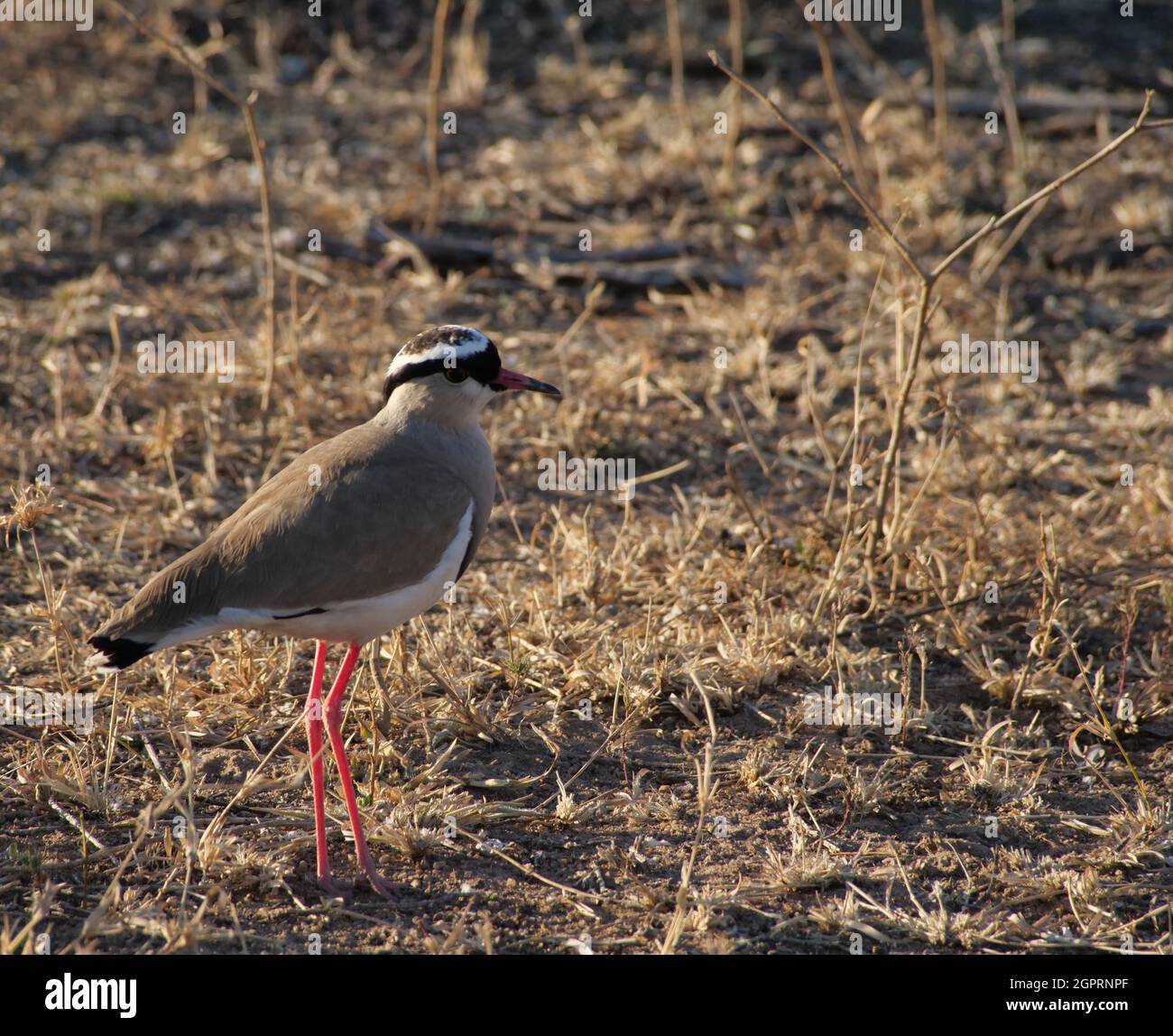 Kiwit hi-res stock photography and images - Alamy