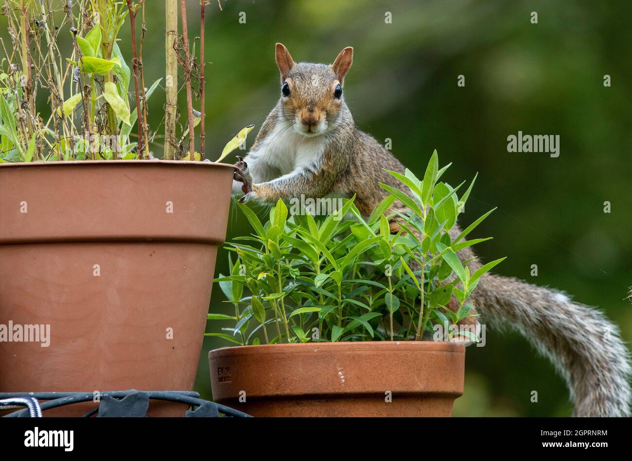 Squirrel Flower Pot High Resolution Stock Photography and Images - Alamy
