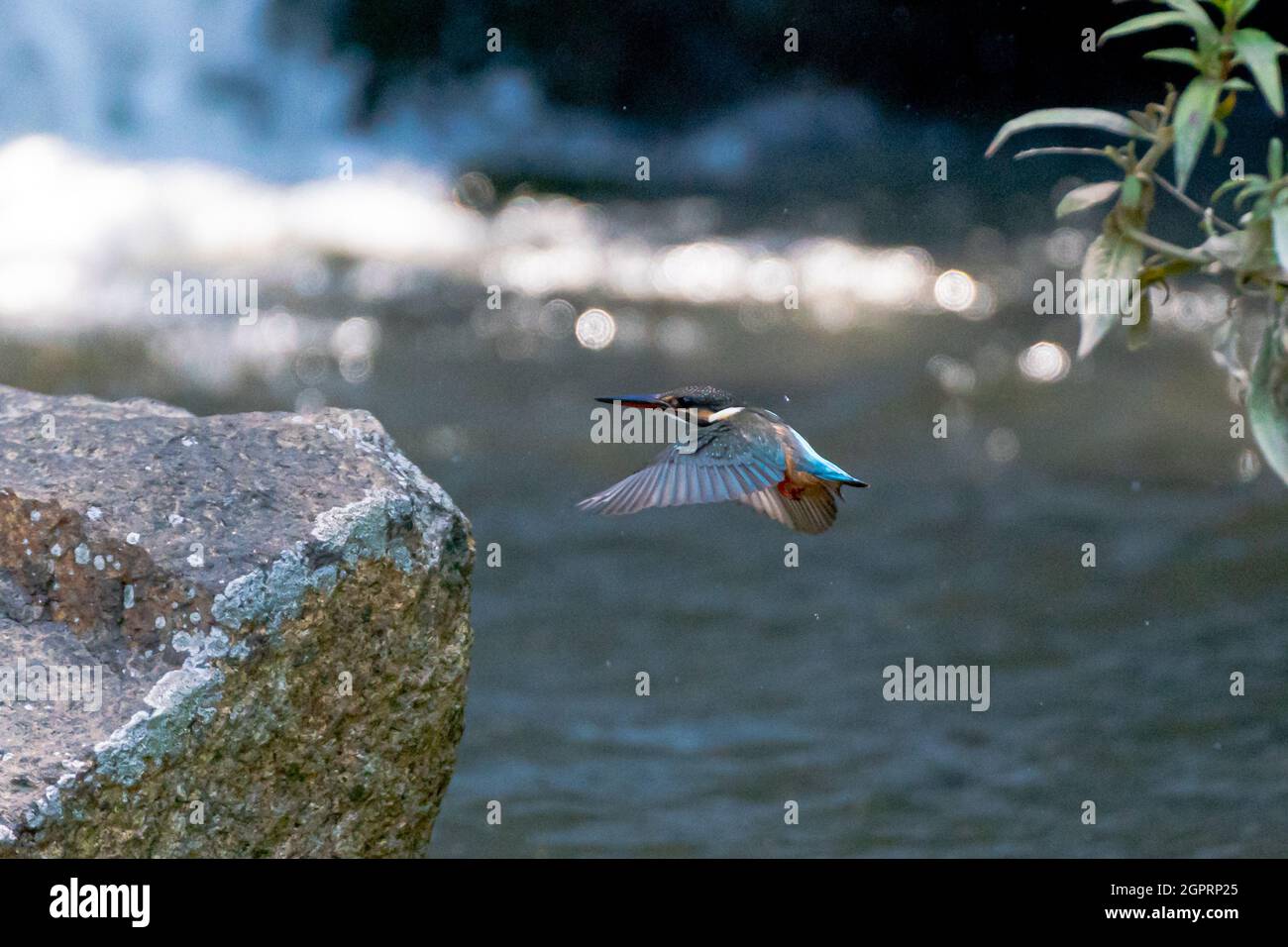 Flying common kingfisher hi-res stock photography and images - Alamy