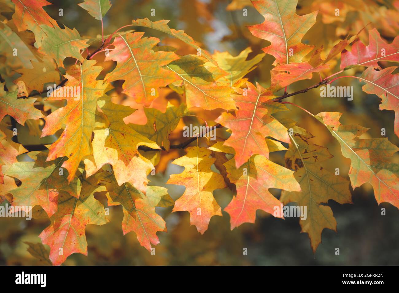 Beautiful Autumn Leaves in the Season. Autumn colorful bright Leaves ...