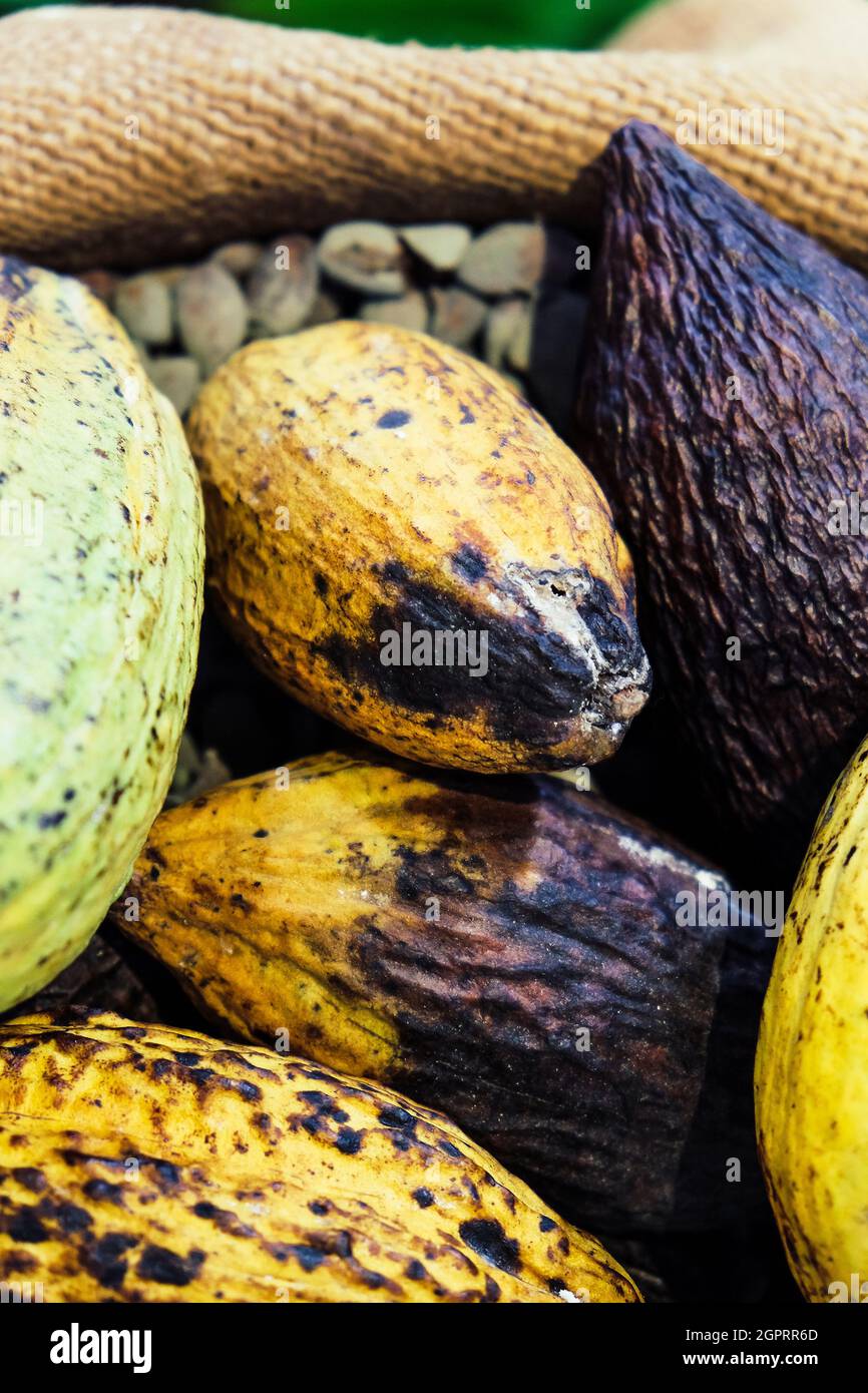 Cocoa pods thailand hi-res stock photography and images - Alamy