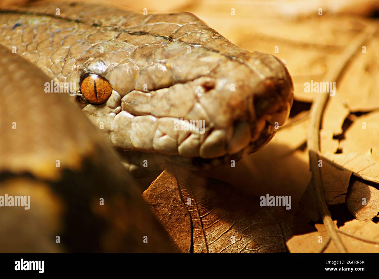 Phyton reticulatus hi-res stock photography and images - Alamy