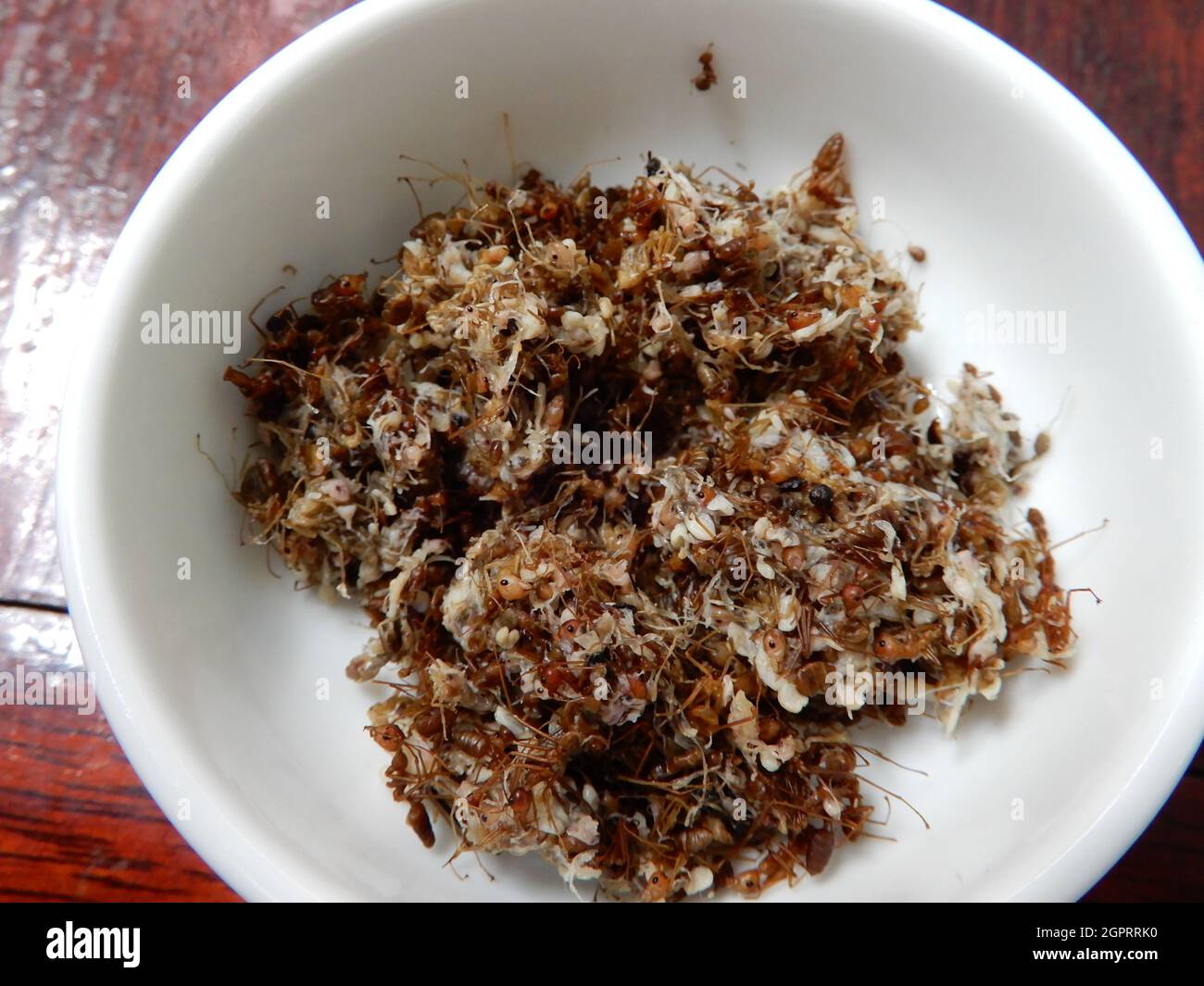 Ants food bowl hi-res stock photography and images - Alamy