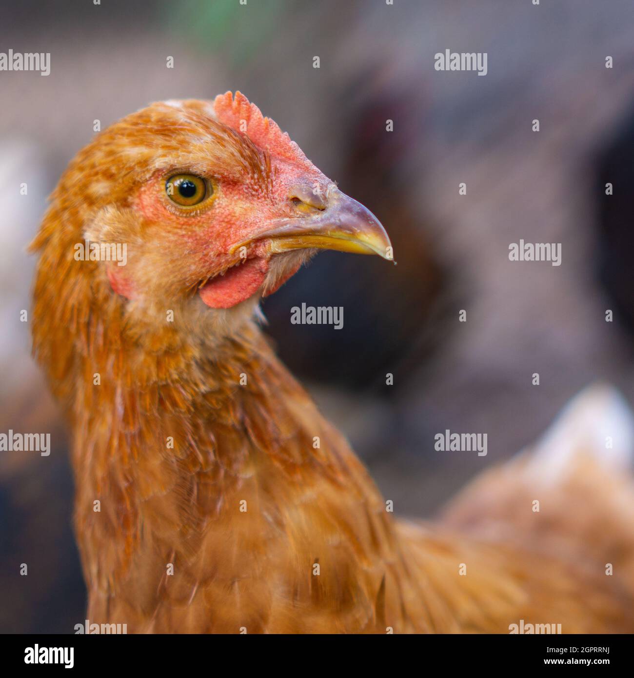 Angry looking chicken hi-res stock photography and images - Alamy