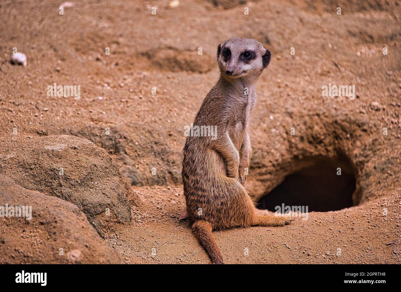 Meerkat cave hi-res stock photography and images - Alamy