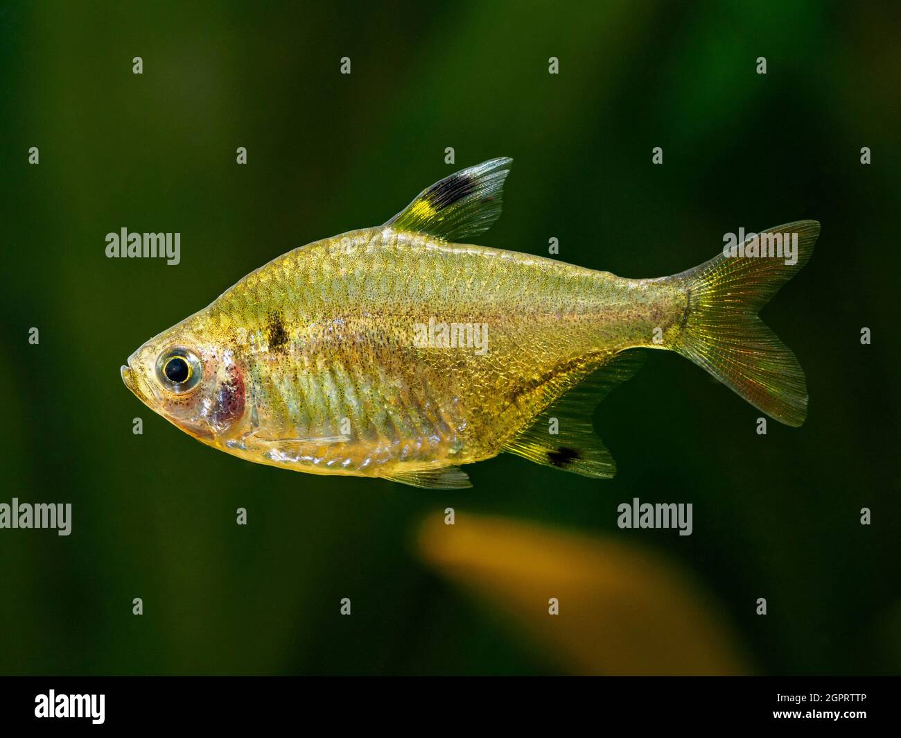 X ray tetra fish hi-res stock photography and images - Alamy