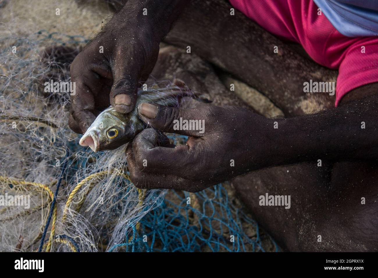 Primate documentary hi-res stock photography and images - Alamy