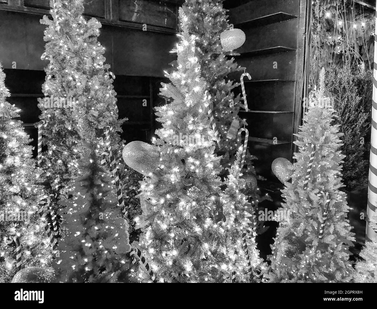 Grayscale shot of many shiny Christmas trees Stock Photo - Alamy
