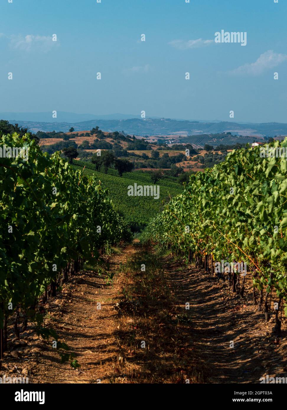 Vineyards agricultural field in Tuscany farmlands in Italy Stock Photo ...