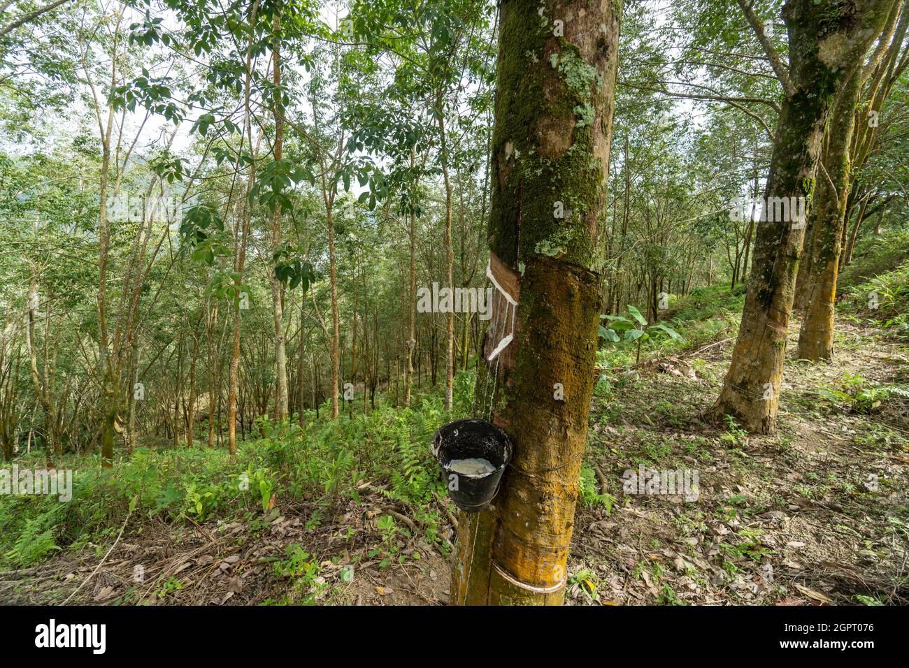 Rubber tree plantation. Forest landscape. Hevea brasiliensis Stock ...