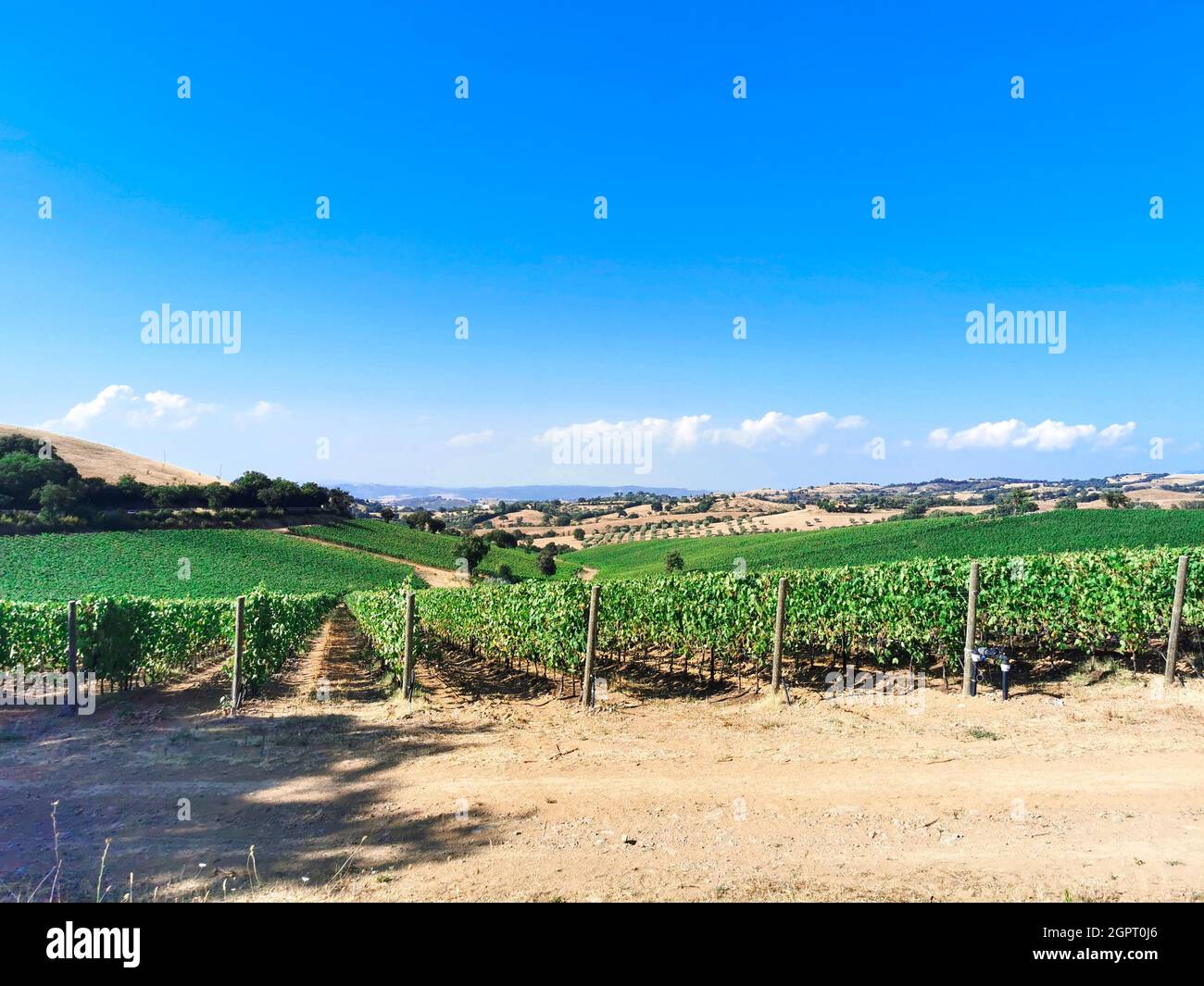Vineyard fields in the hills of Tuscany in Italy Stock Photo - Alamy