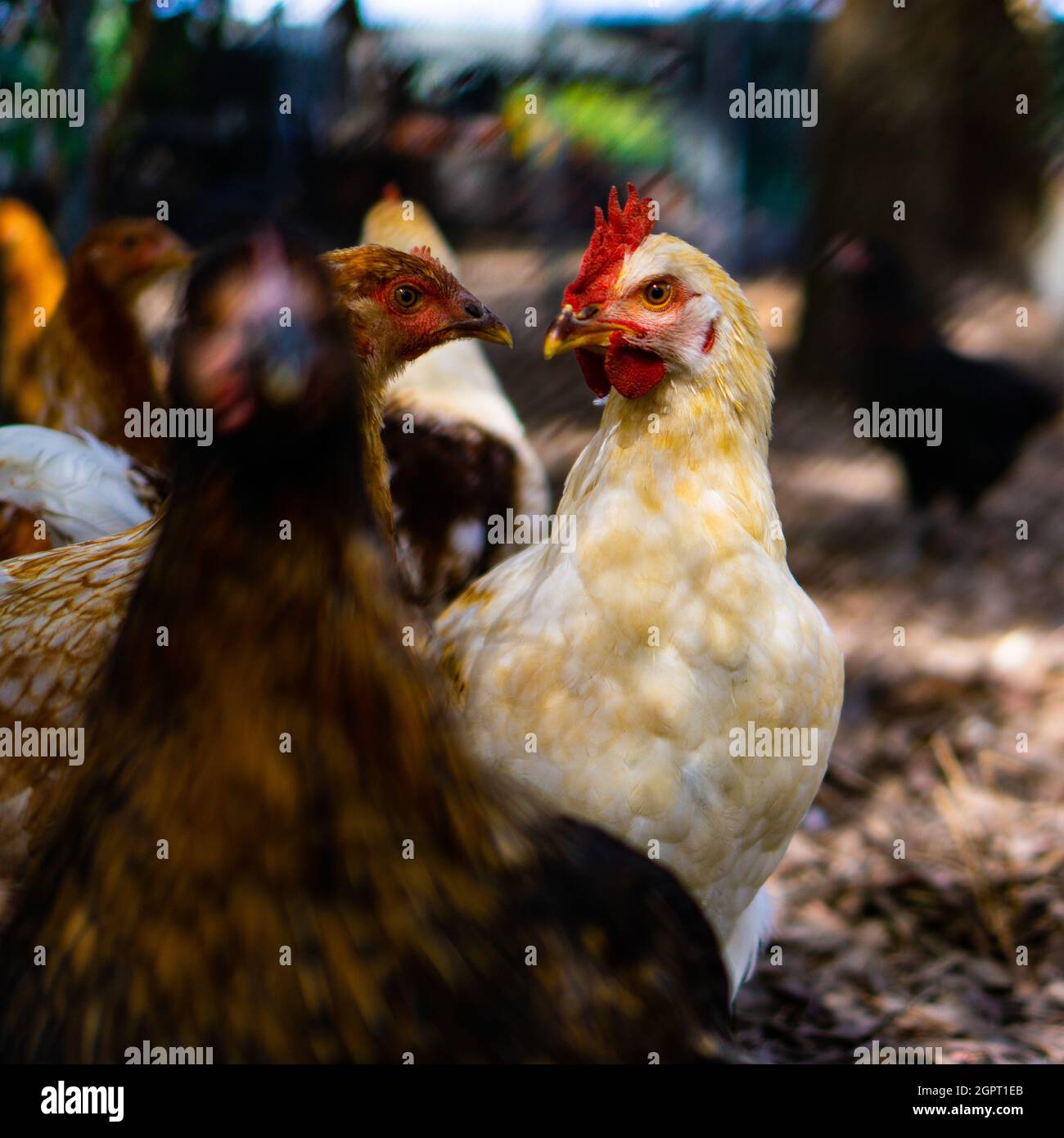 Angry looking chicken hi-res stock photography and images - Alamy