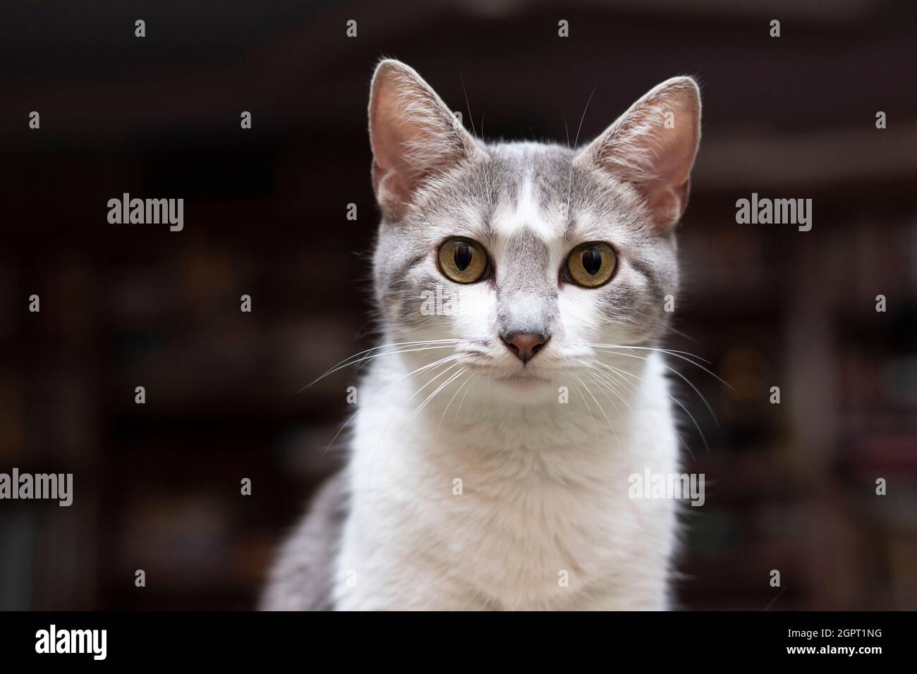 Beautyfull High Resolution Stock Photography and Images - Alamy