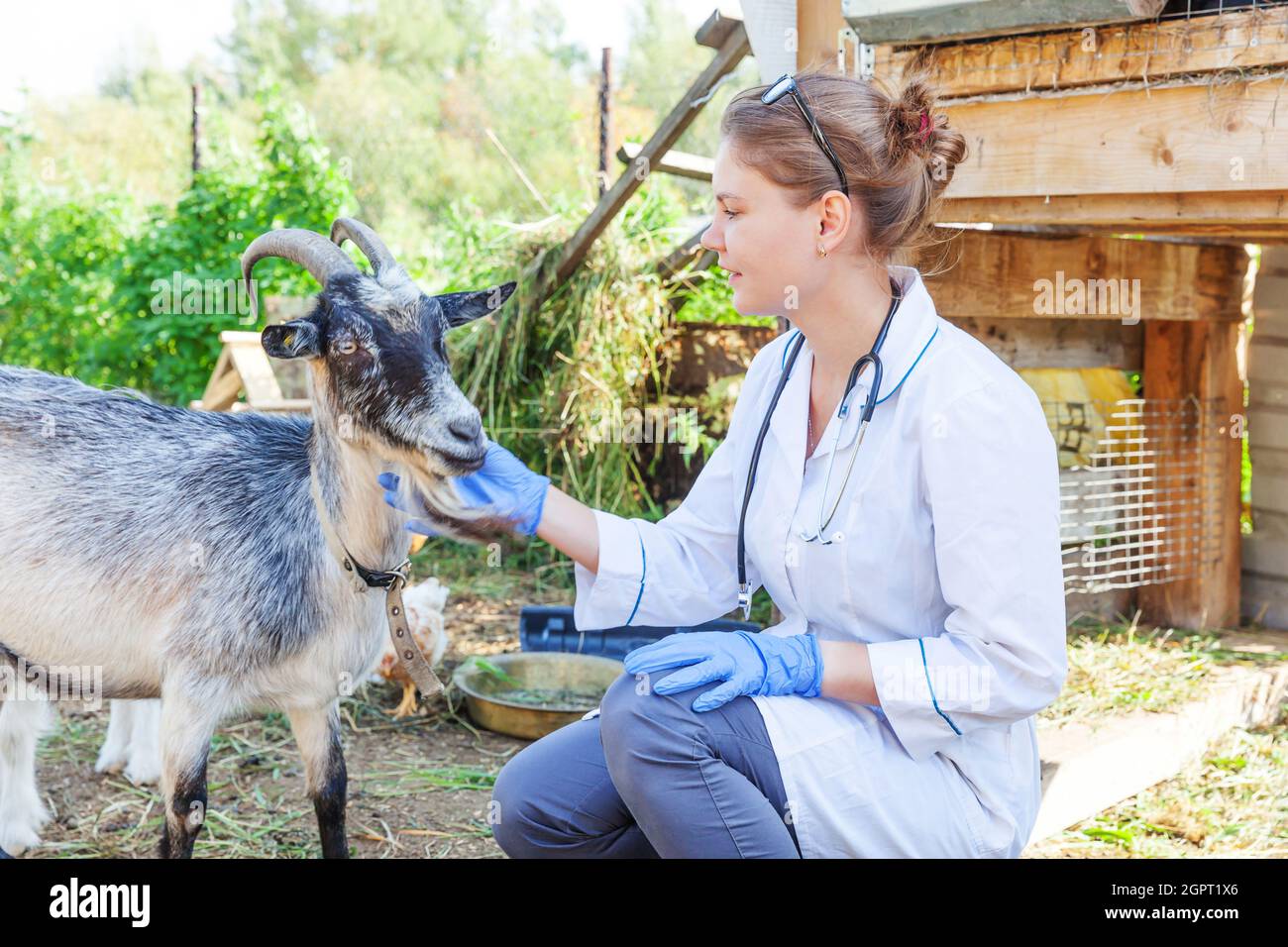 Young veterinarian woman with stethoscope holding and examining goat on ...