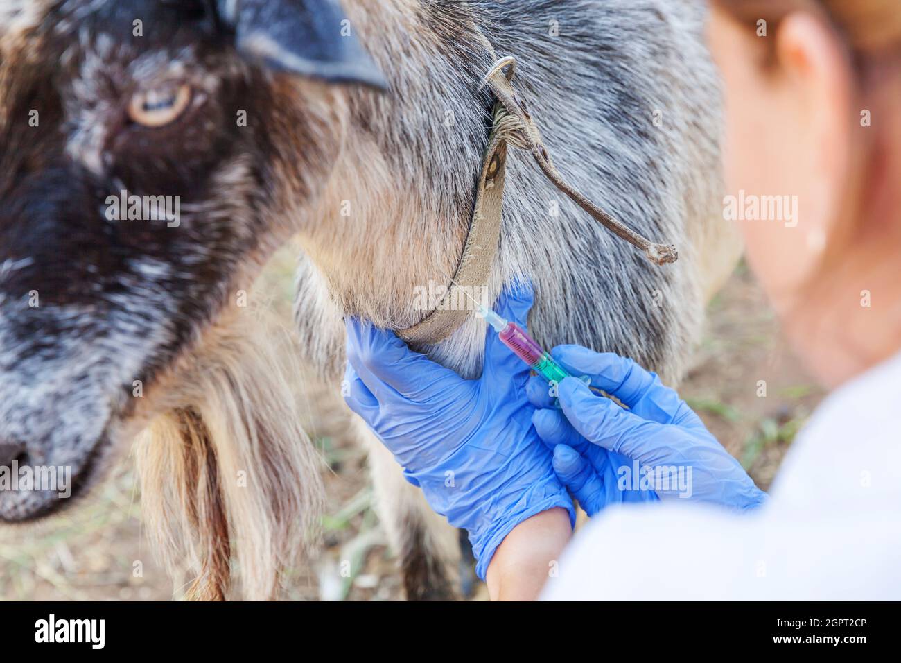 Veterinarian woman with syringe holding and injecting goat on ranch ...