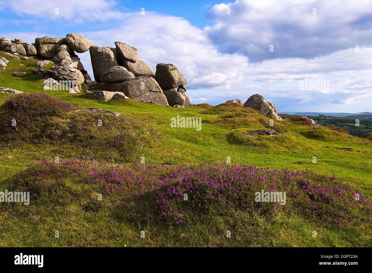 Bell Heather and Bonehill Rocks, Dartmoor National Park, UK Stock Photo ...