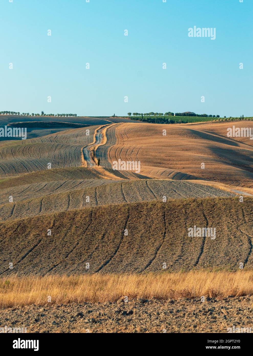 Wavy hills in Tuscan farmland Stock Photo - Alamy