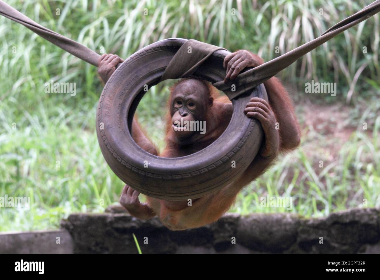 Monkey on the ground hi-res stock photography and images - Alamy