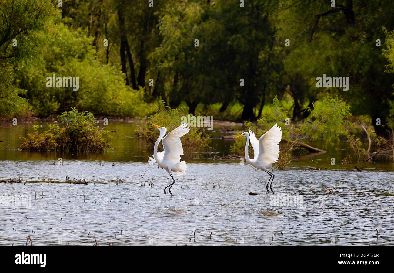 Egrets proforming a matting dance along the banks of the French Board ...