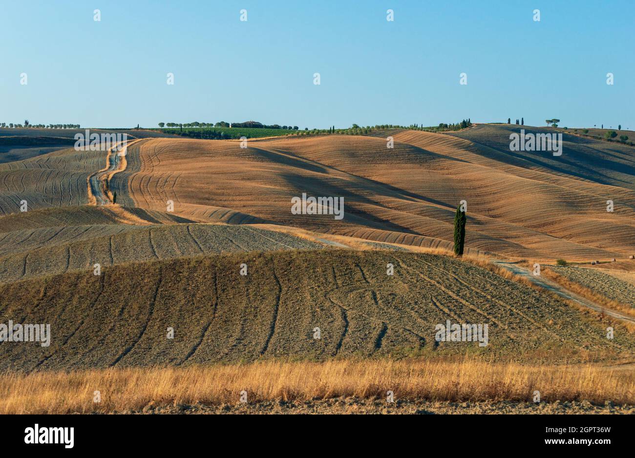Wavy hills in Tuscan farmland Stock Photo - Alamy