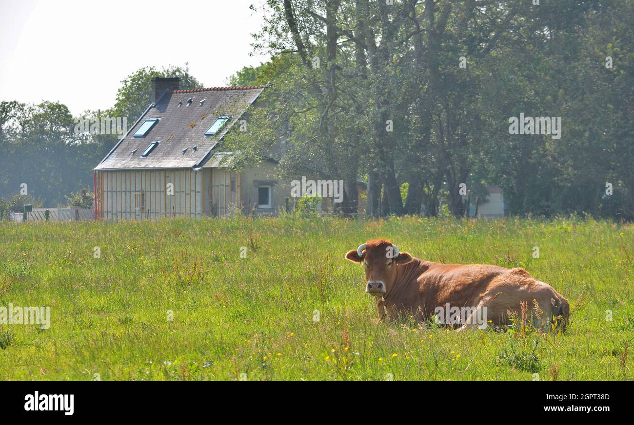 Animal normandy house hi-res stock photography and images - Alamy