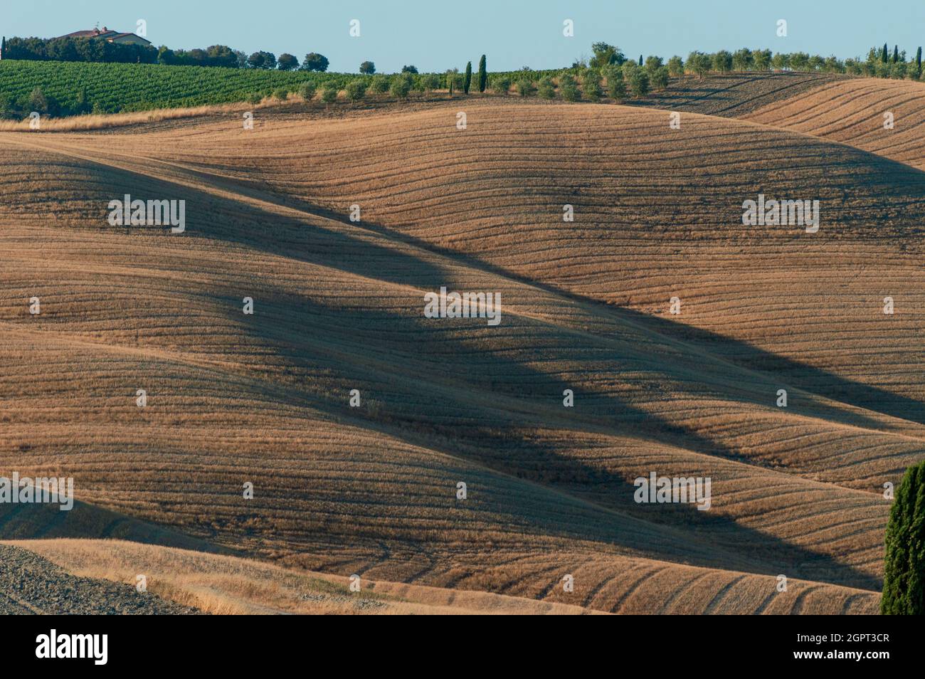 Wavy hills in Tuscan farmland Stock Photo - Alamy
