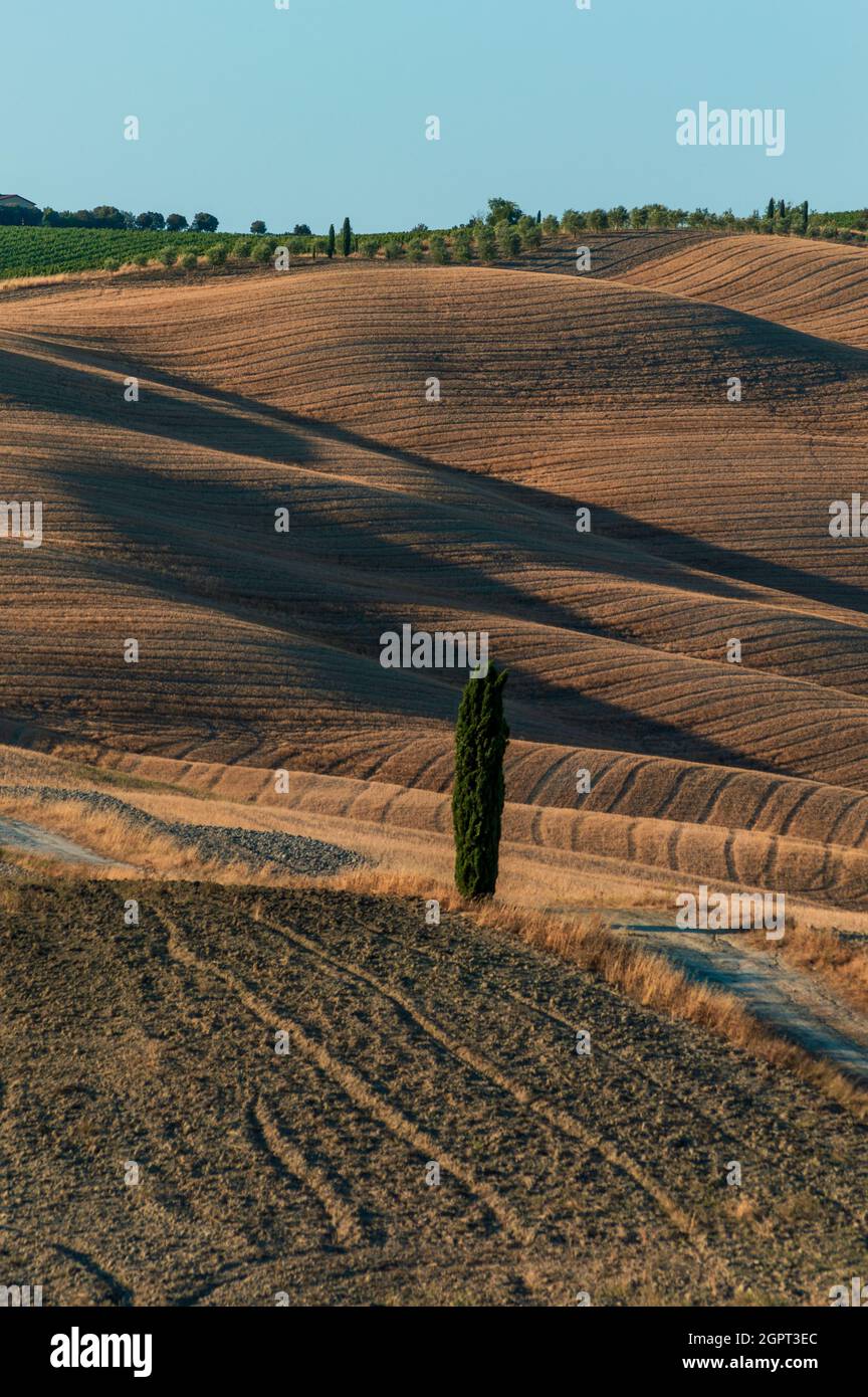 Wavy hills in Tuscan farmland Stock Photo - Alamy