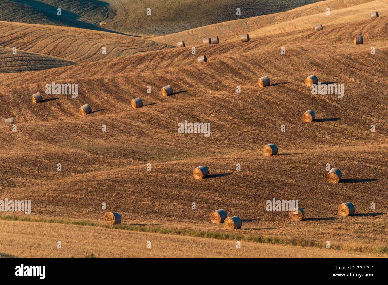 Wavy hills in Tuscan farmland Stock Photo - Alamy