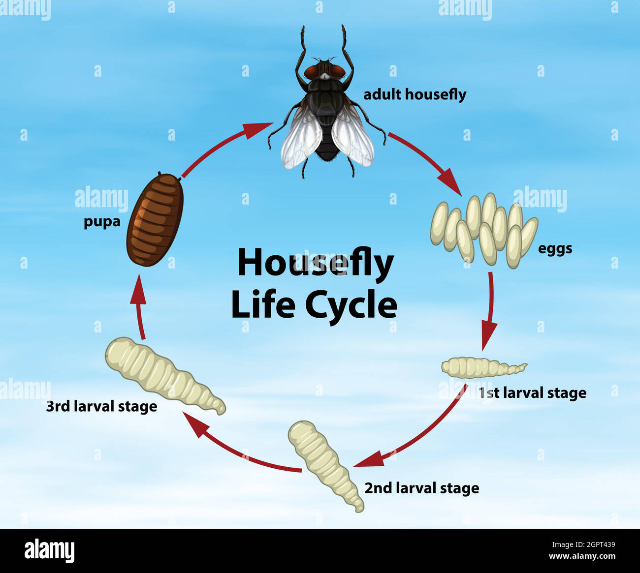 Life Cycle Of A Fly