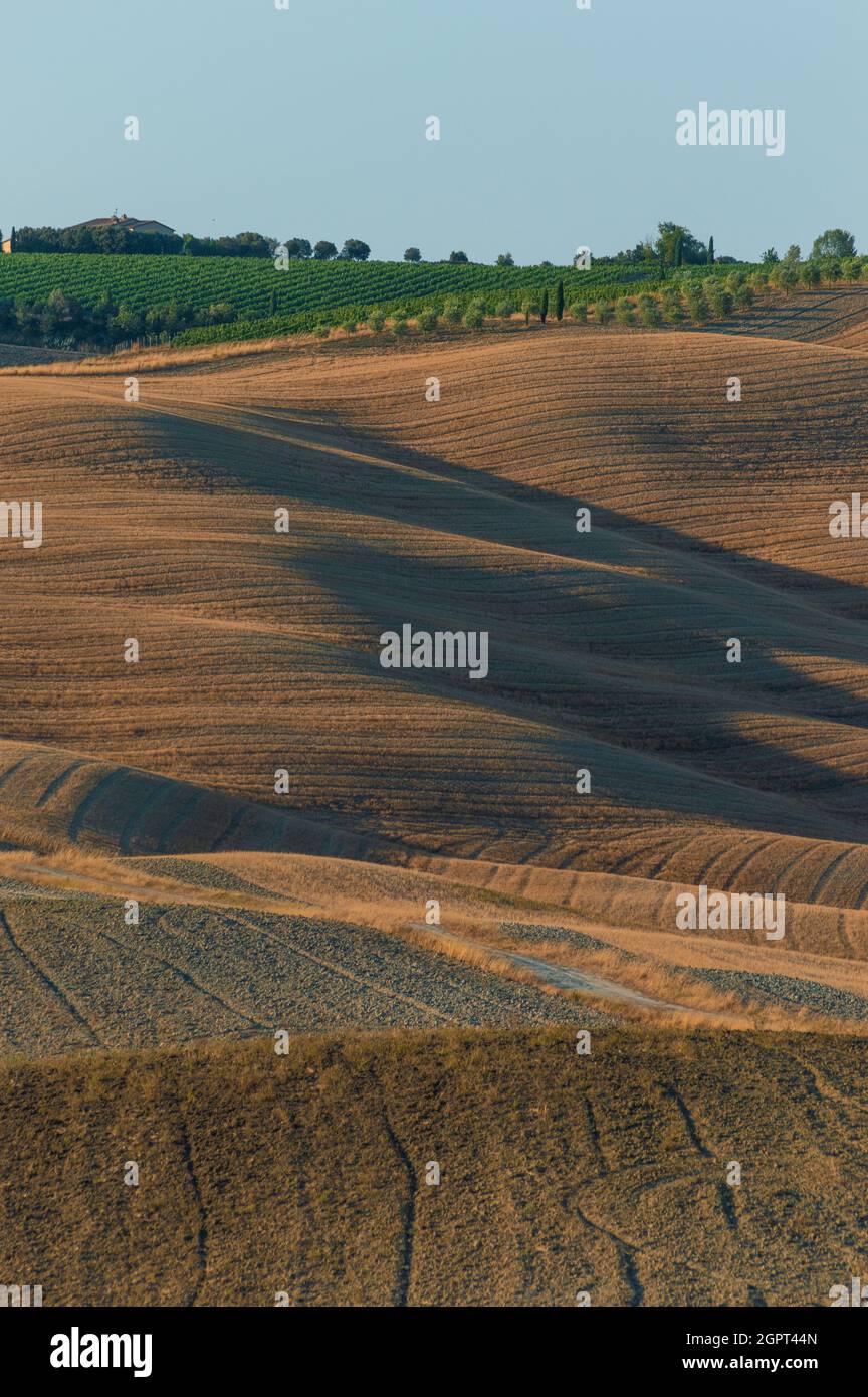 Wavy hills in Tuscan farmland Stock Photo - Alamy