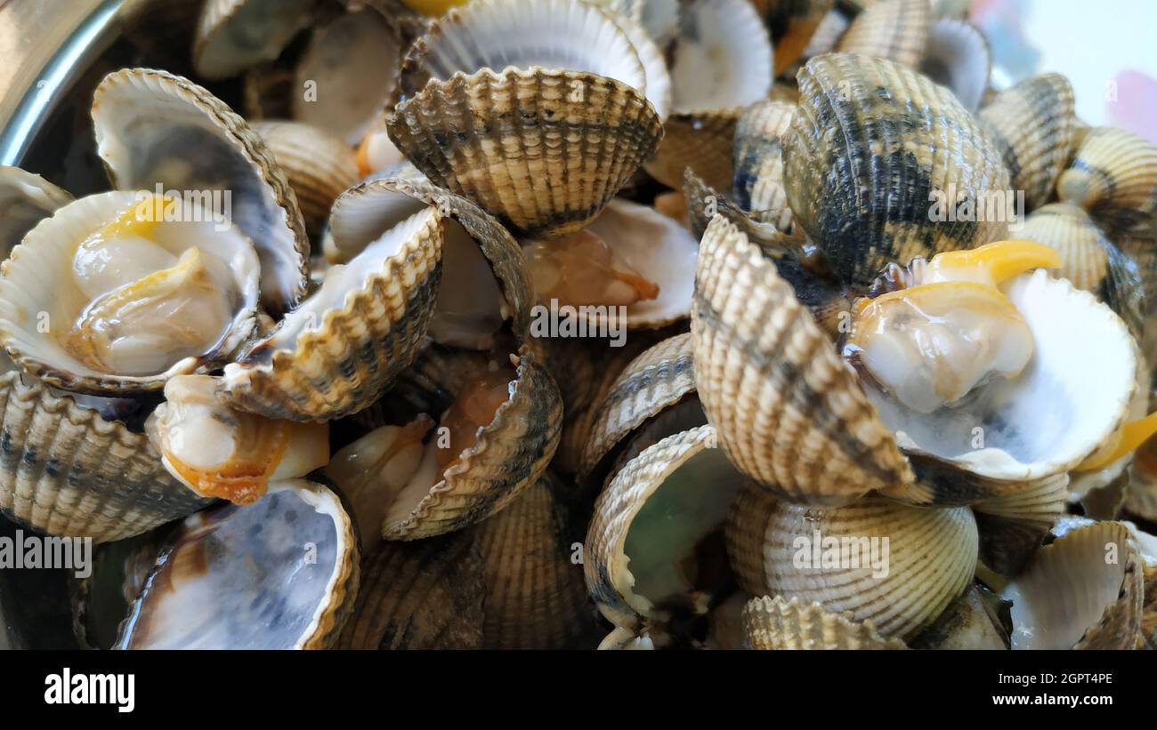 Clam shells for sale hi-res stock photography and images - Alamy