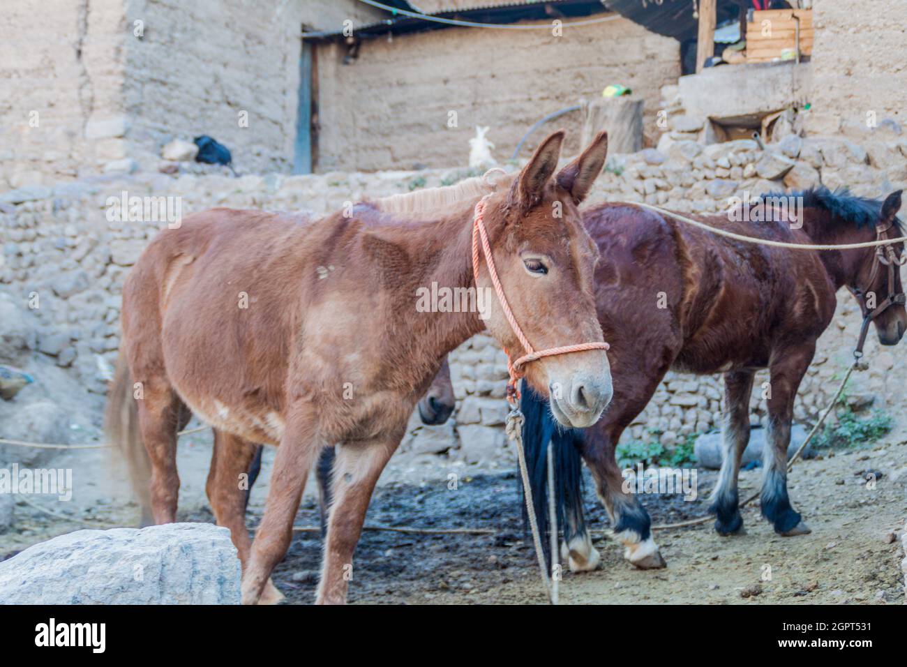 Malata hi-res stock photography and images - Alamy