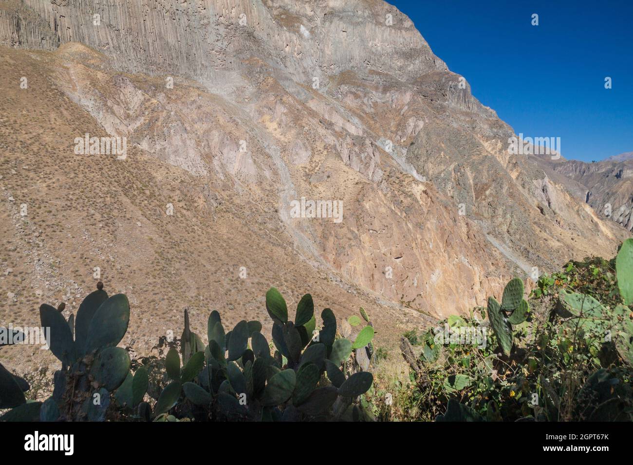 Andean cacti hi-res stock photography and images - Alamy