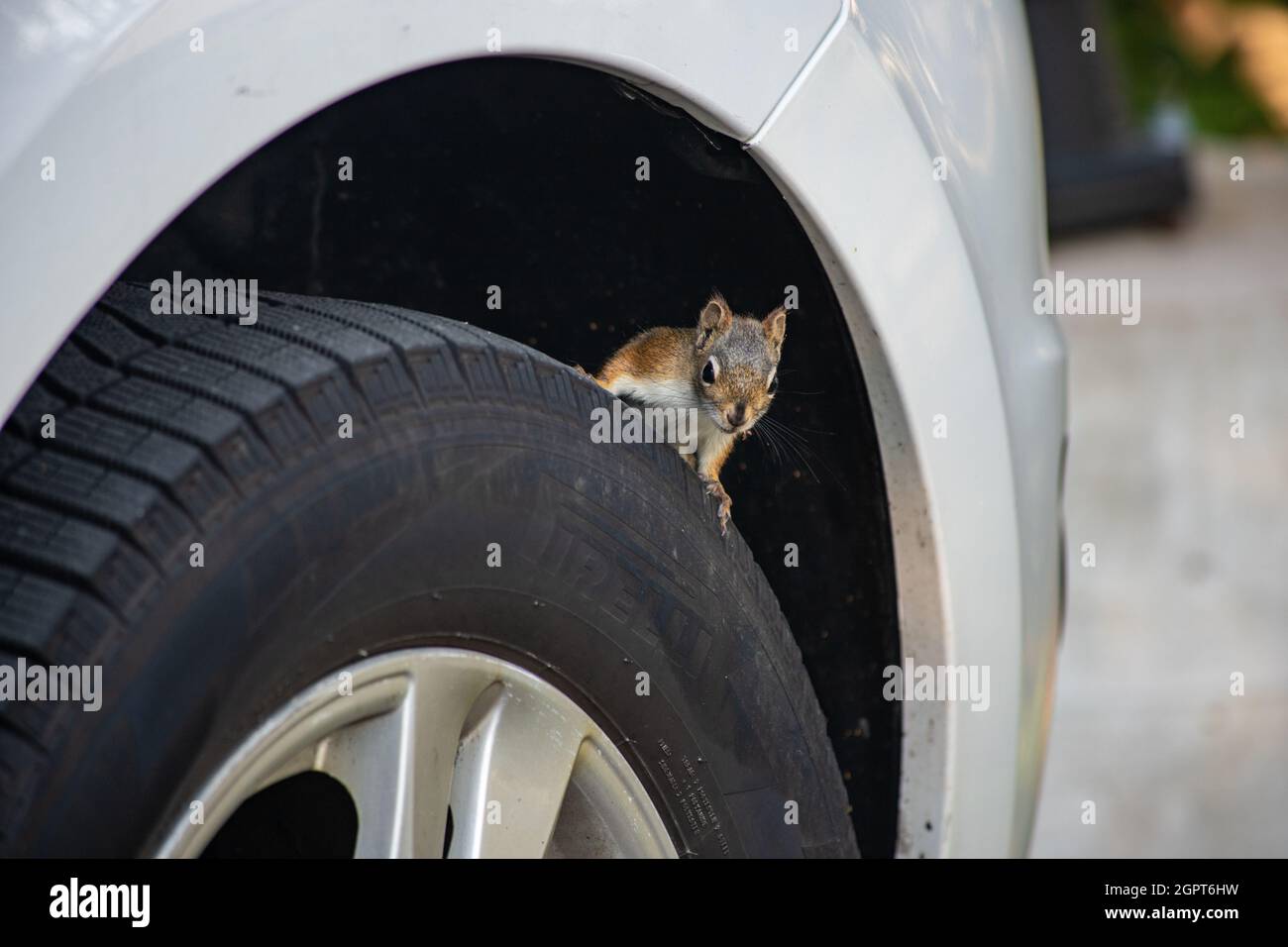 Squirrel and car hi-res stock photography and images - Alamy