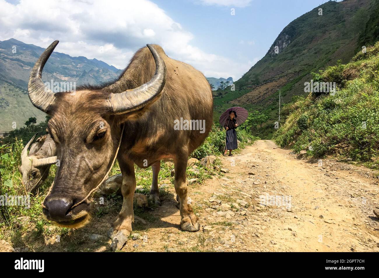 Cattle Herding Vietnam Stock Photo - Alamy