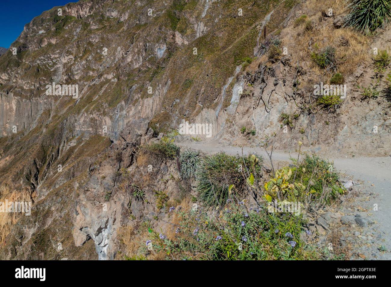 Trekking trail in Colca canyon, Peru Stock Photo - Alamy
