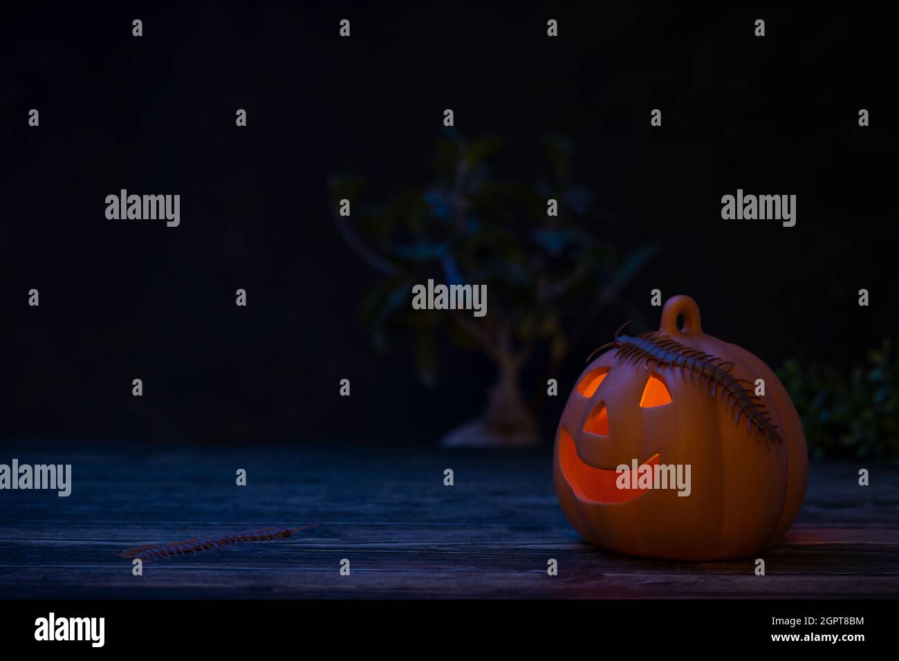 Halloween background with illuminated pumpkin at night Stock Photo - Alamy