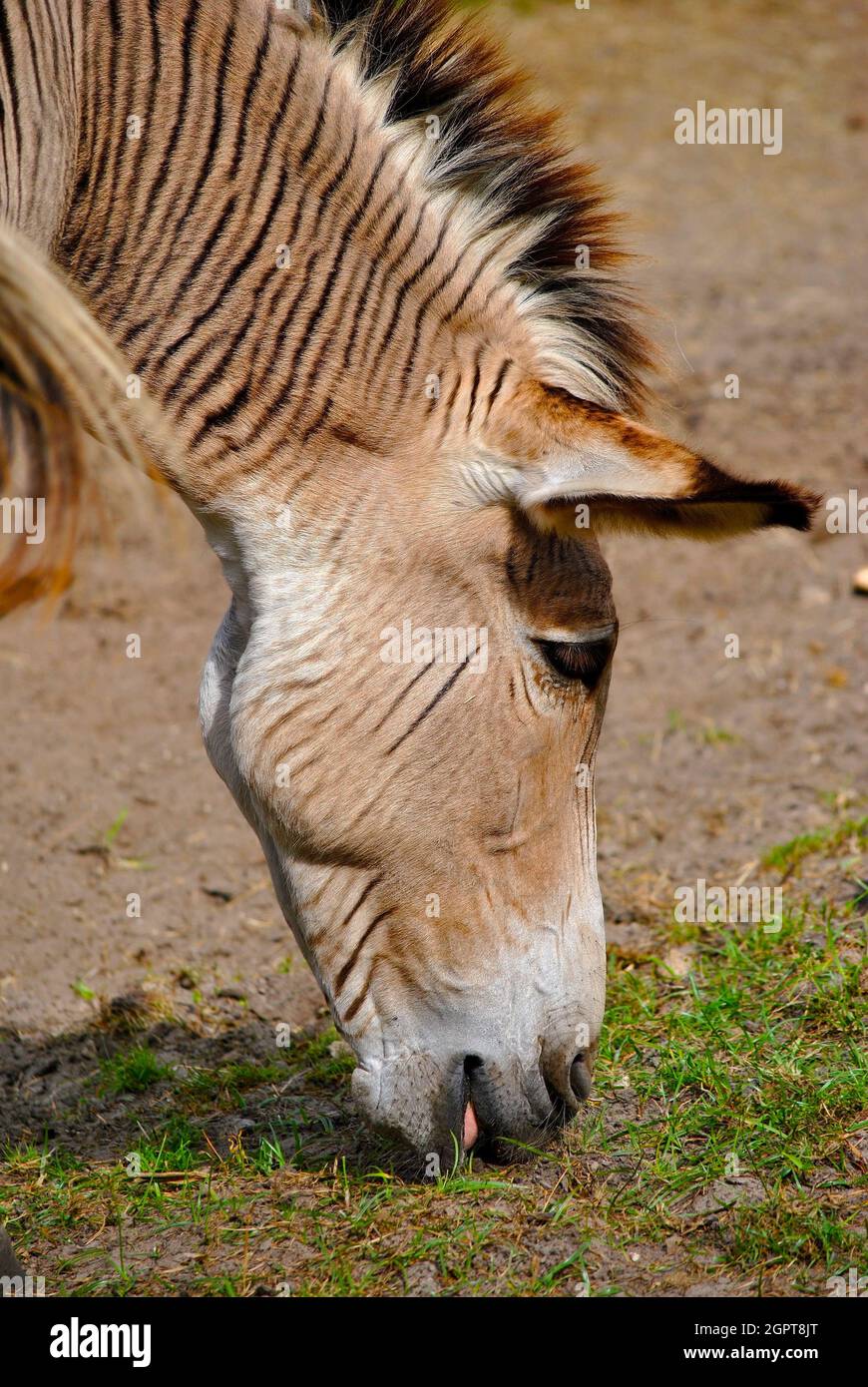 Zebra horse cross hi-res stock photography and images - Alamy