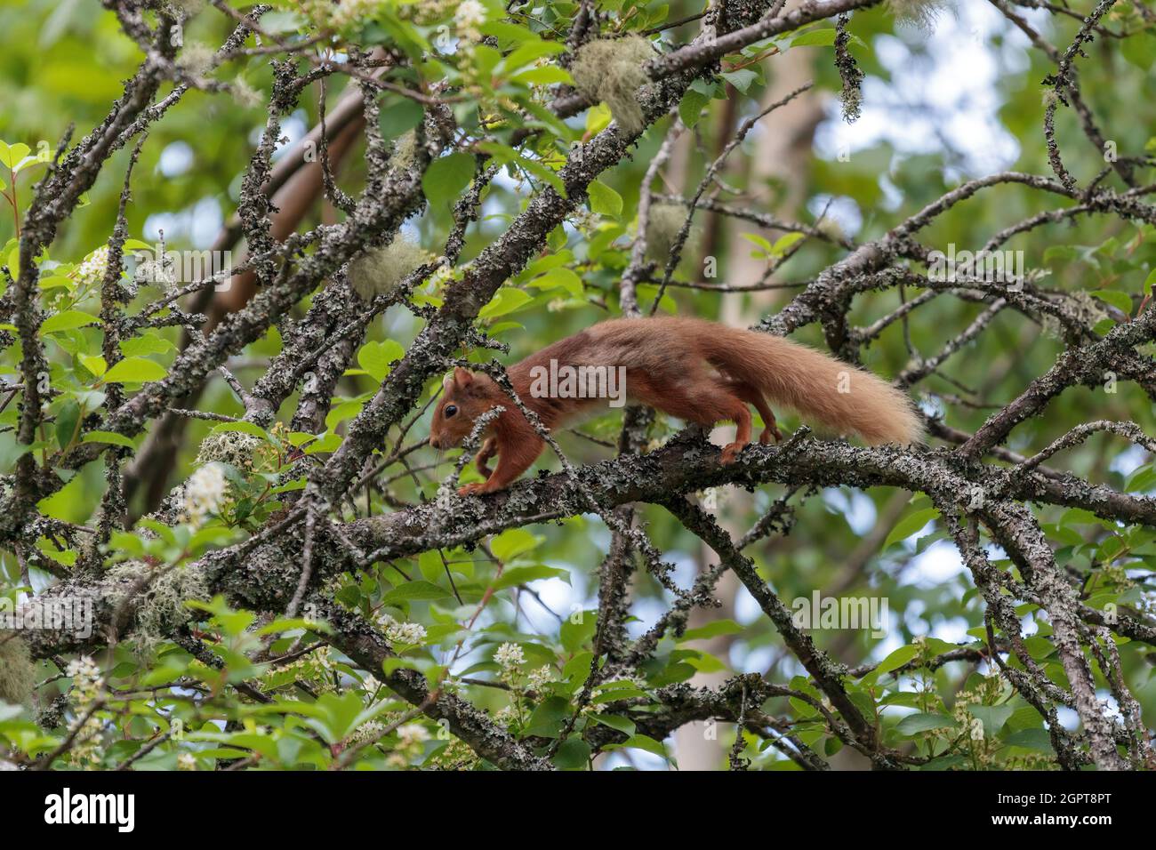 Eurasian Red Squirrel (Sciurus vulgaris) running through a tree Stock ...