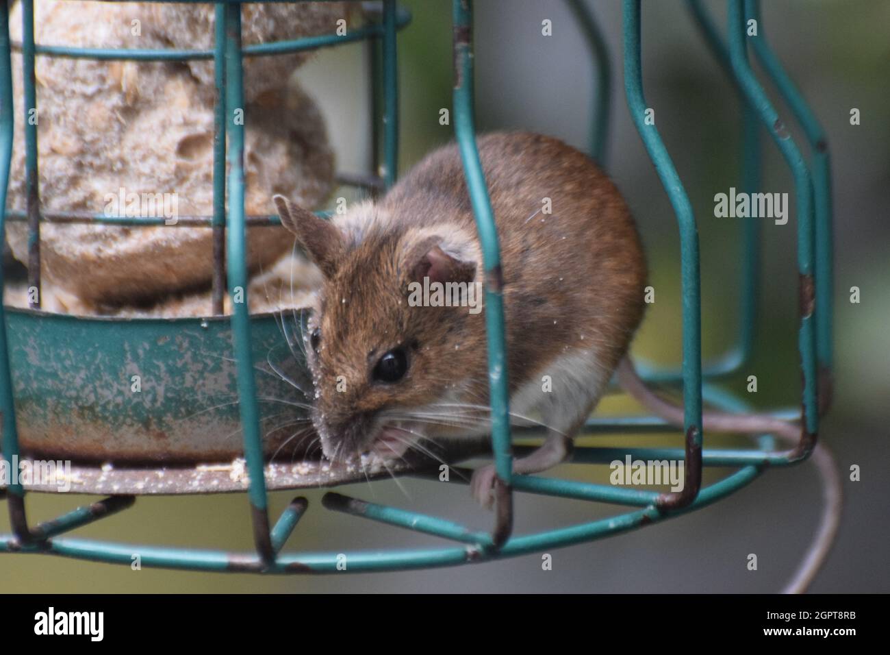 Mouse bird feeder hi-res stock photography and images - Alamy