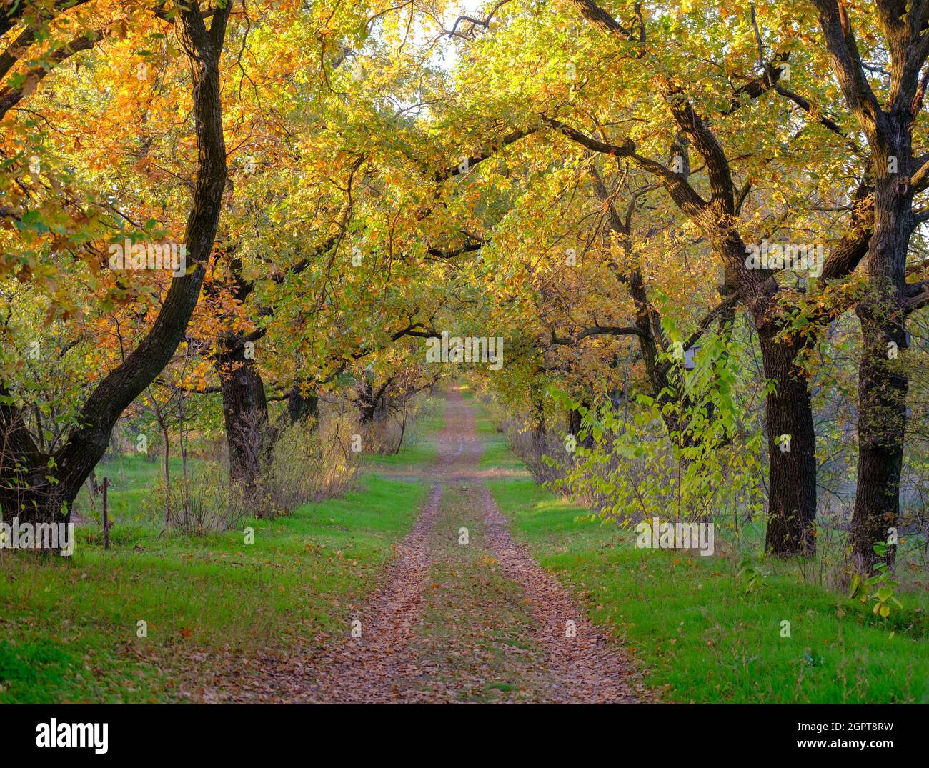Walkway Lane Path With autumn oak Trees in Forest. Autumn, Fall scene ...