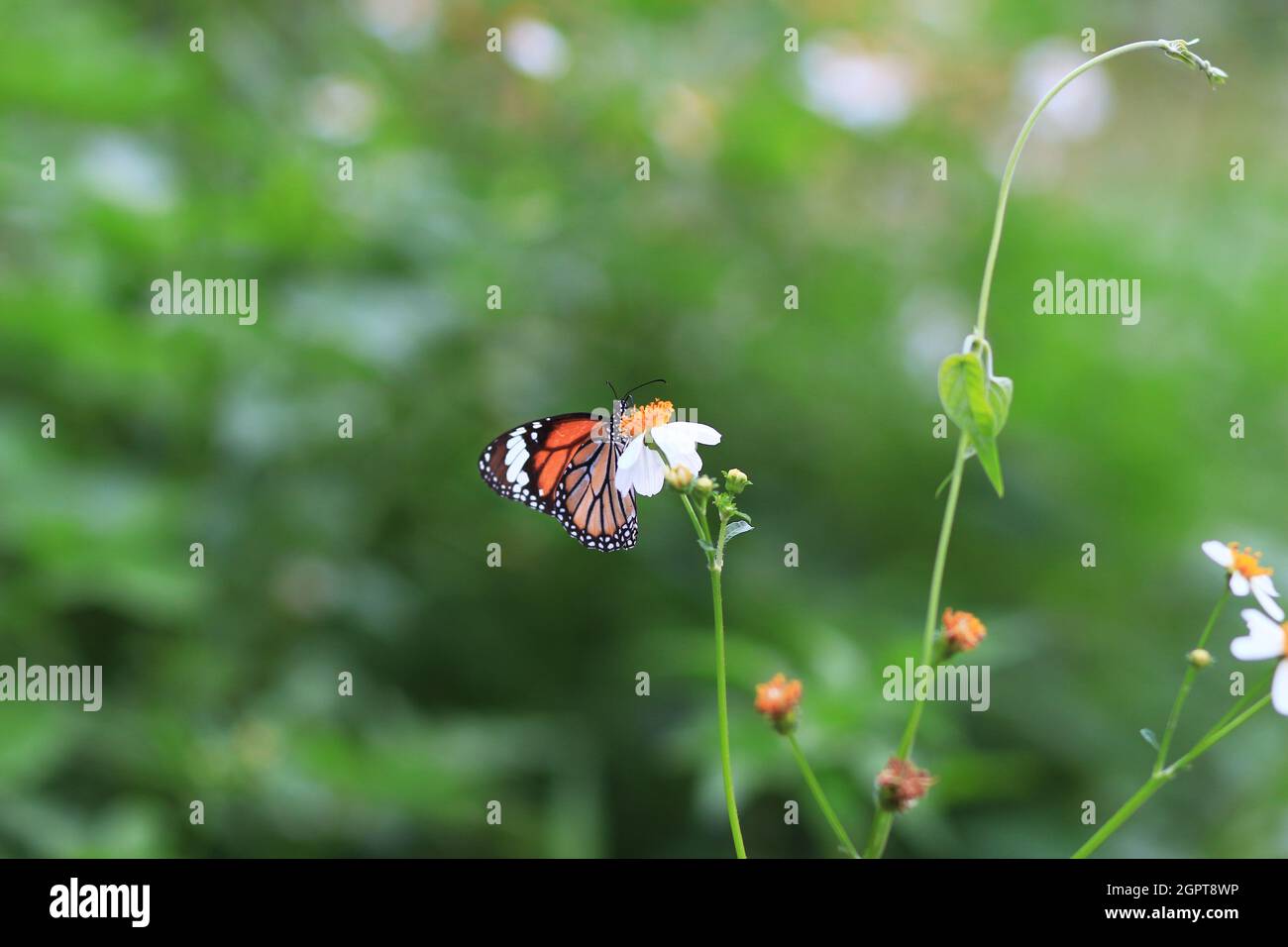 Dragonfly eating butterfly hi-res stock photography and images - Alamy